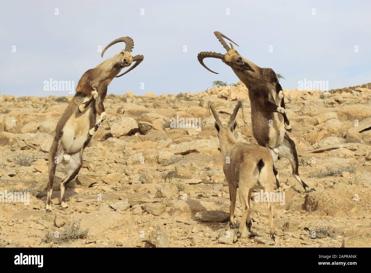 Ibex nubiana hi-res stock photography and images - Alamy