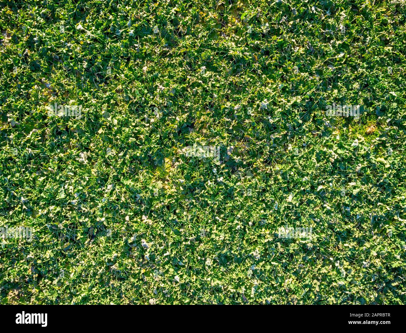 Grass Green Drone Structure Background Stock Photo - Alamy