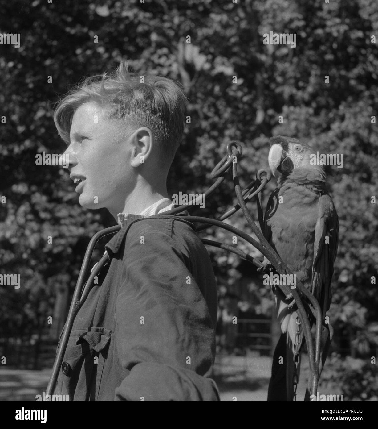 Endangered parrots Black and White Stock Photos & Images - Alamy