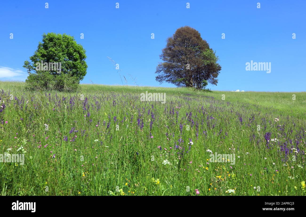summer landscape covered with green and soft grass with two tall trees ...