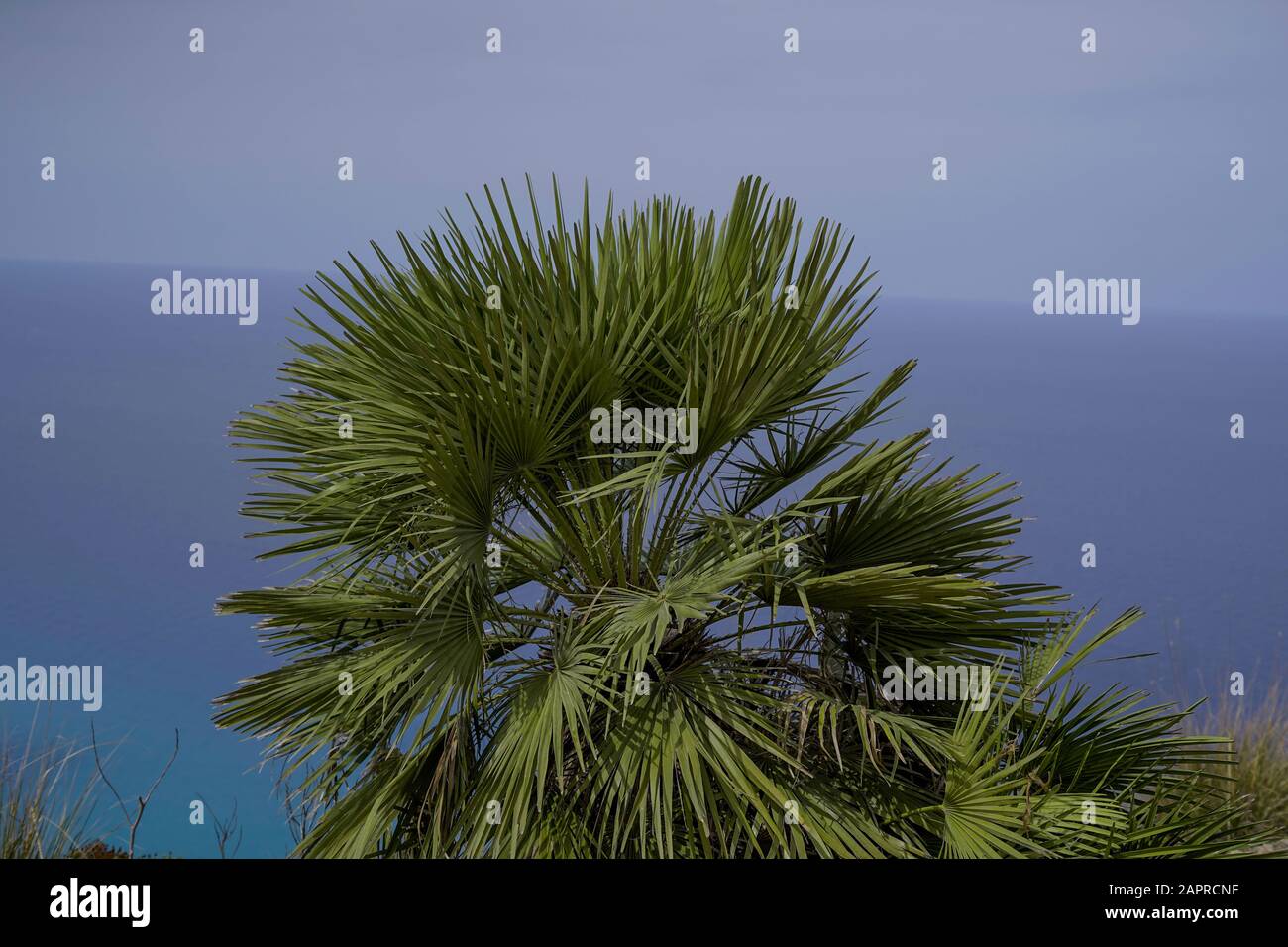 Beautiful Palm tree in front of the Ocean Stock Photo - Alamy
