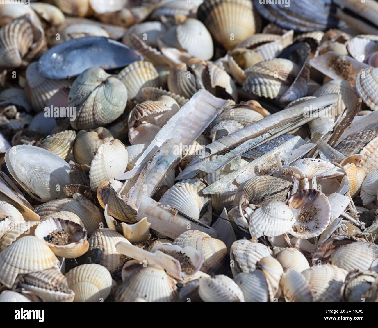 Seashells on the seashore, Norfolk, UK Stock Photo - Alamy