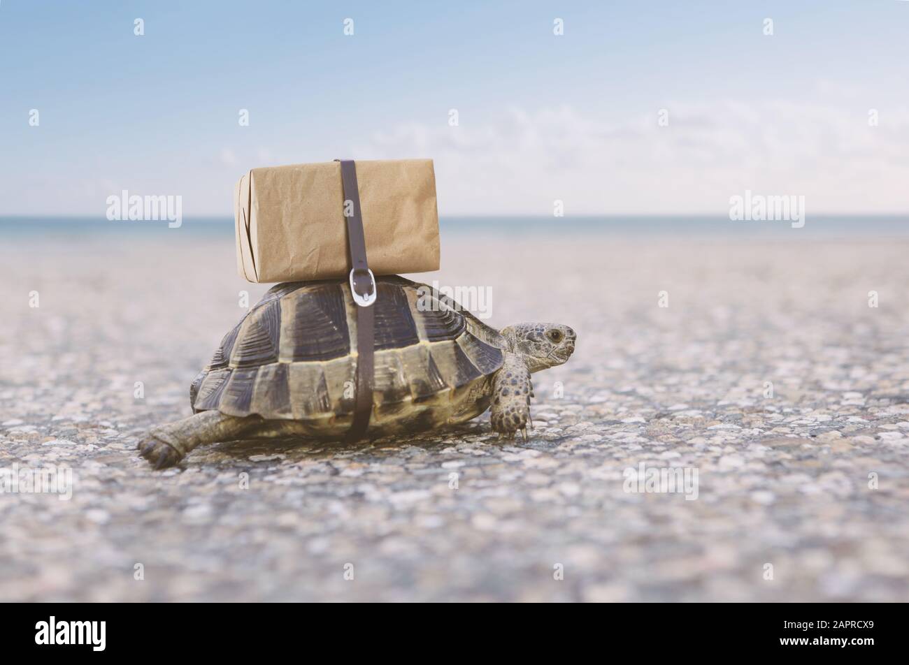 Turtle delivering shipping box on a back Stock Photo - Alamy