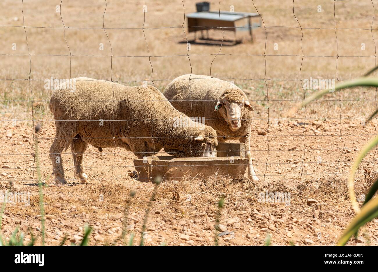 Caledon, Western Cape, South Africa. Dec' 2019. Dohne Marino breed of ...