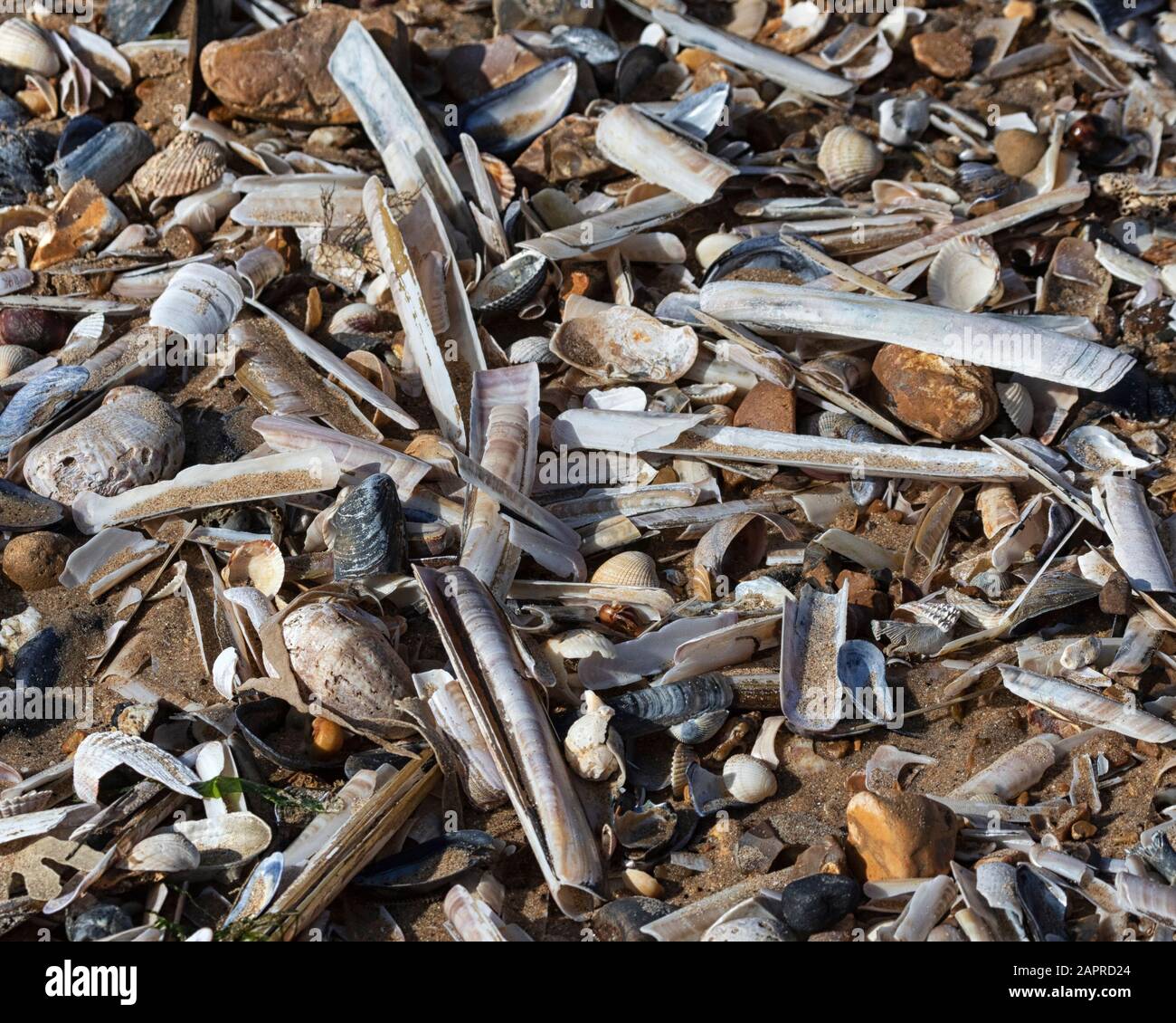 Seashells on the seashore, Norfolk, UK Stock Photo - Alamy
