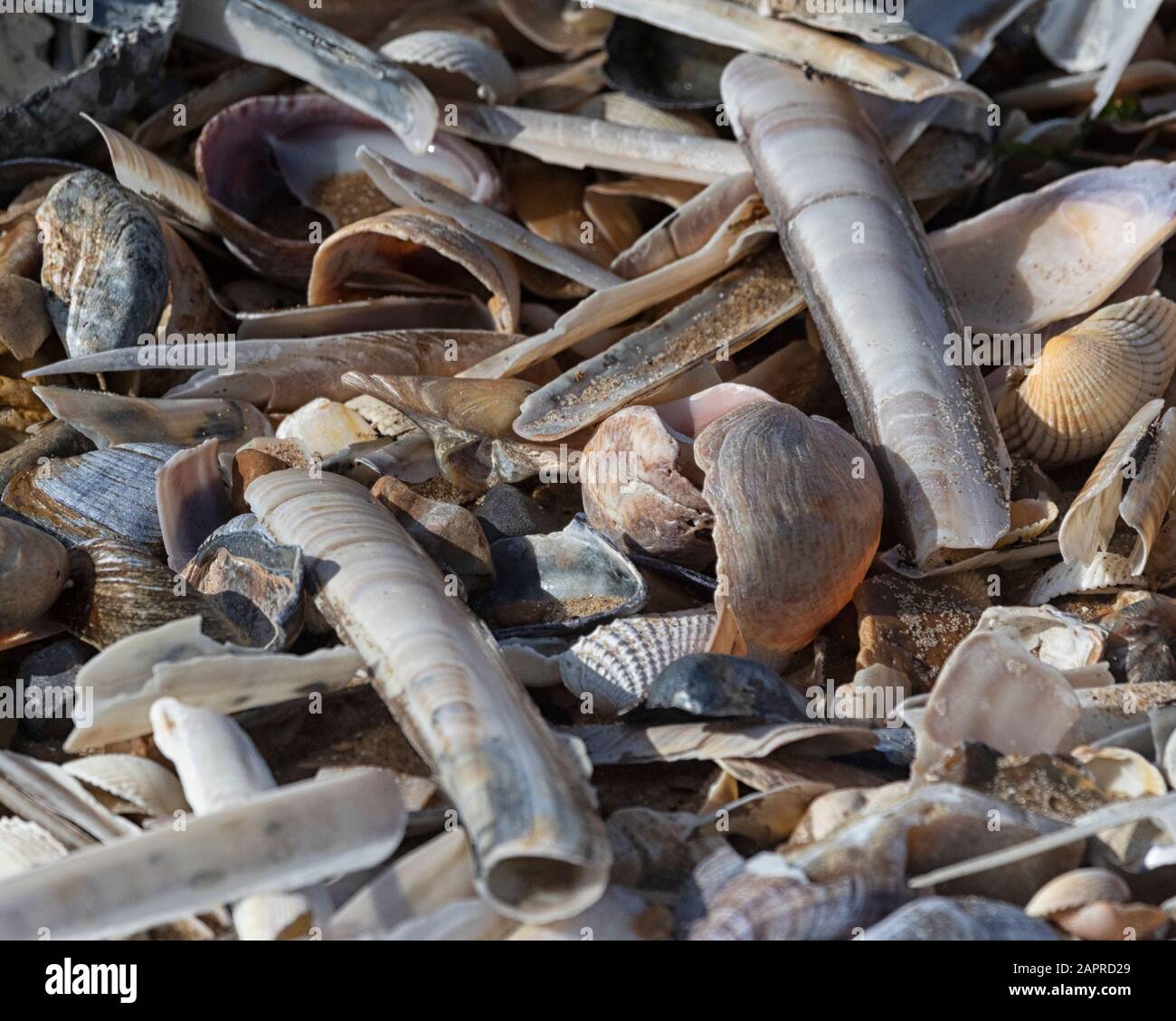 Strewn with sea shells hi-res stock photography and images - Alamy