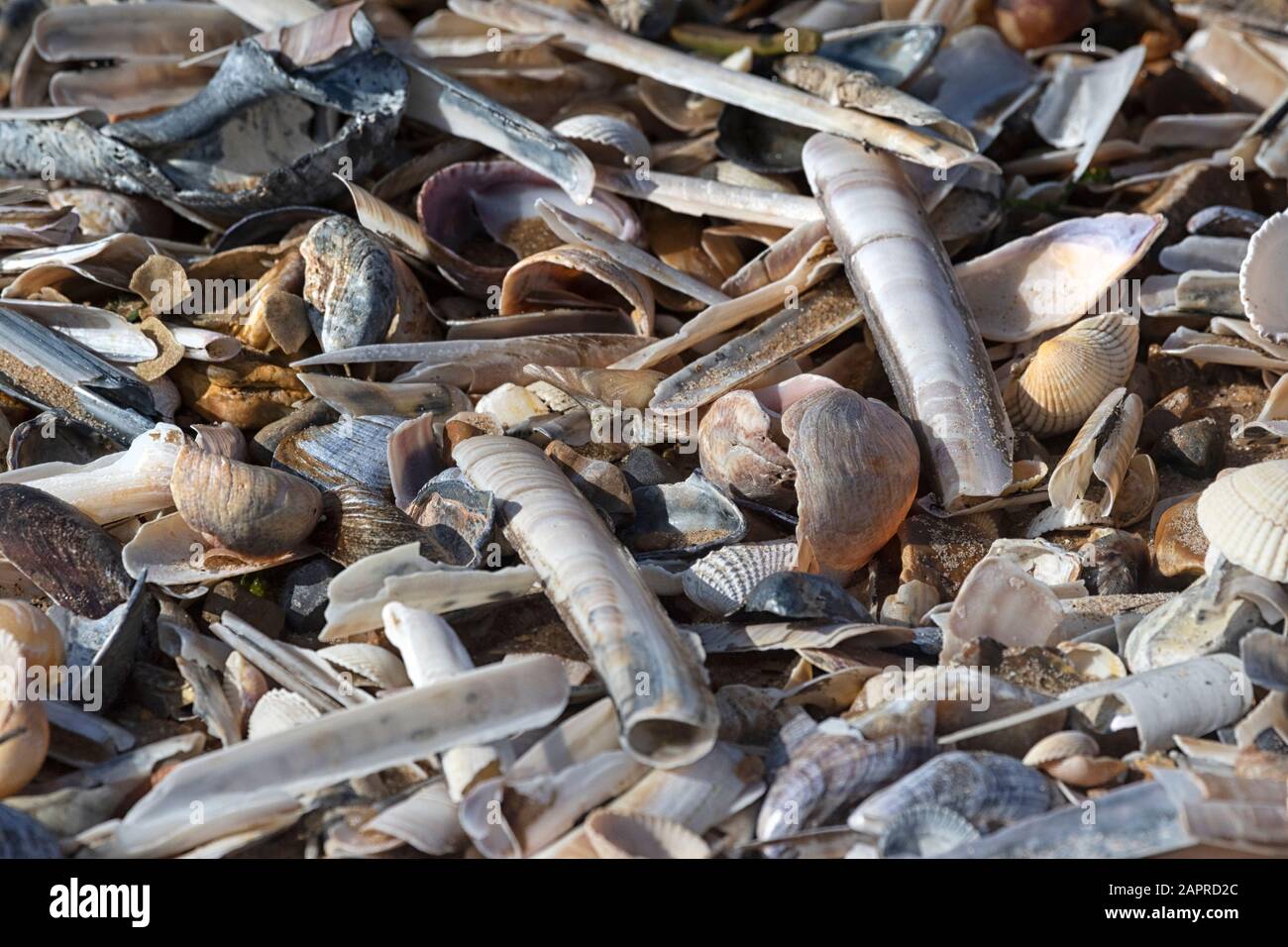 Laying in sea shells hi-res stock photography and images - Alamy