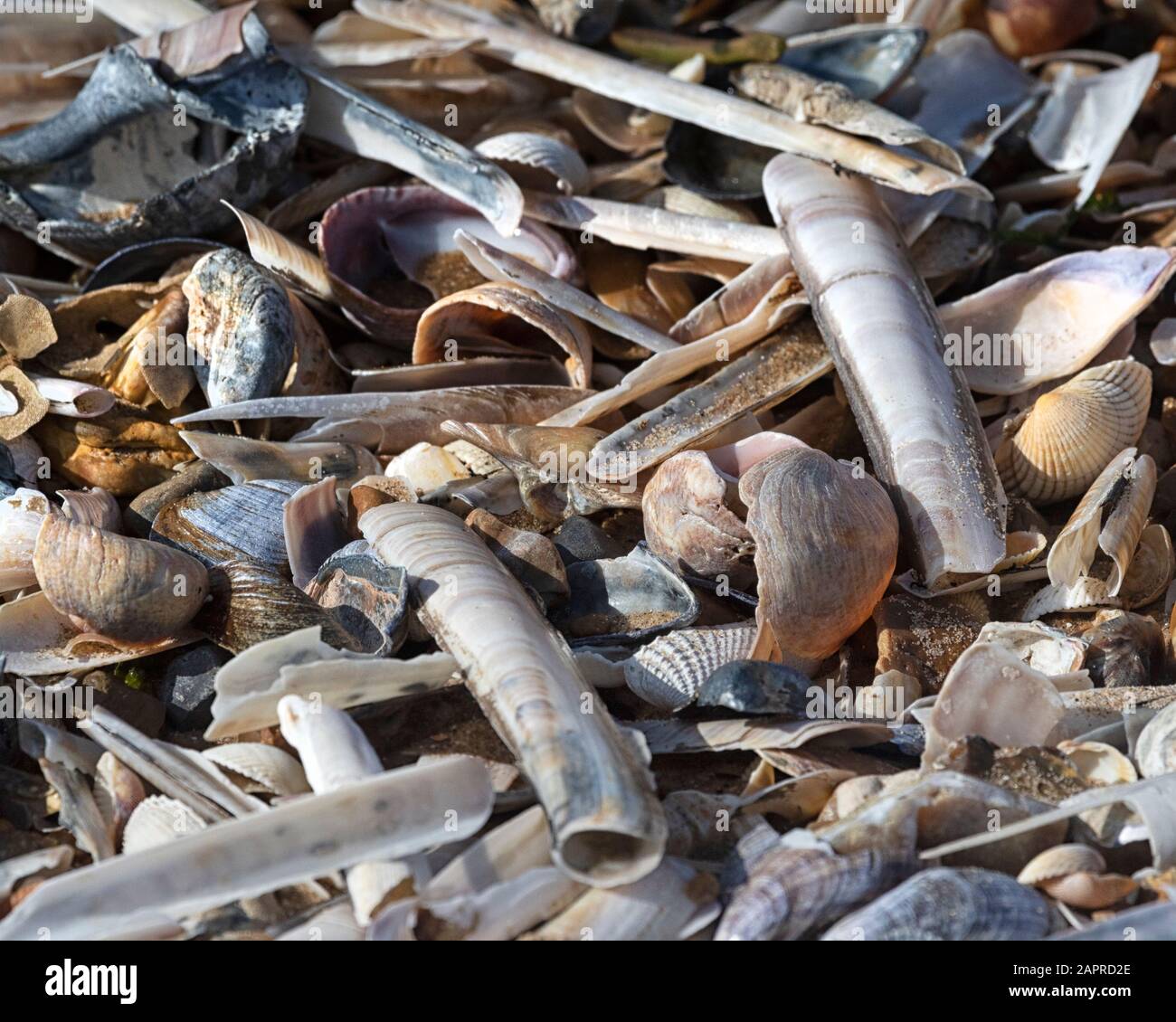Seashells on the seashore, Norfolk, UK Stock Photo - Alamy