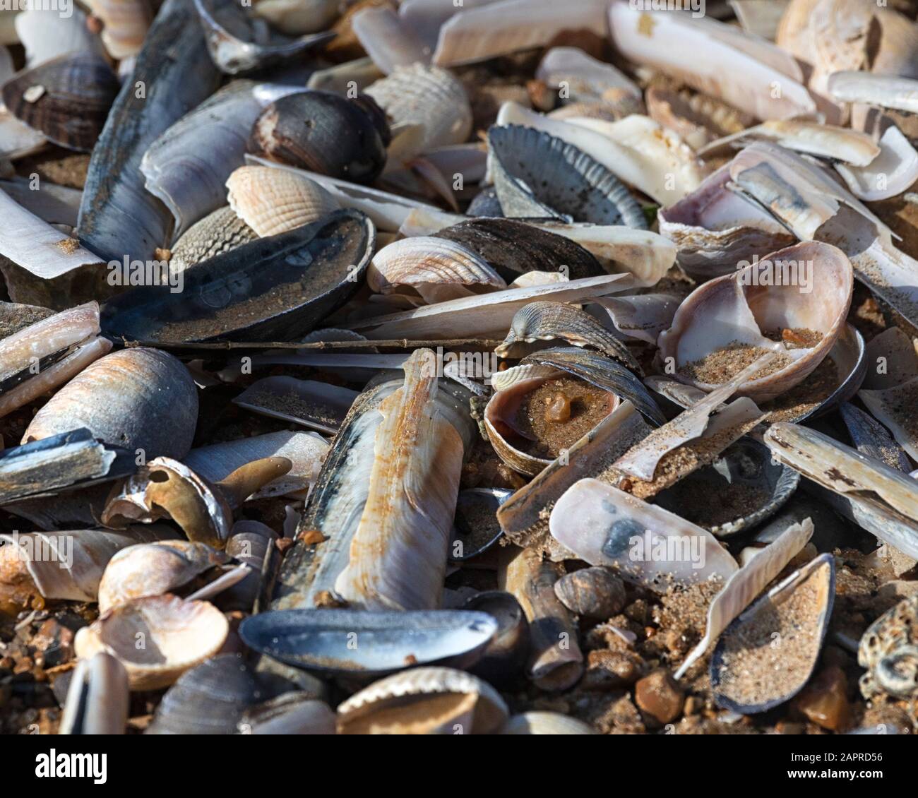 Seashells on the seashore, Norfolk, UK Stock Photo - Alamy