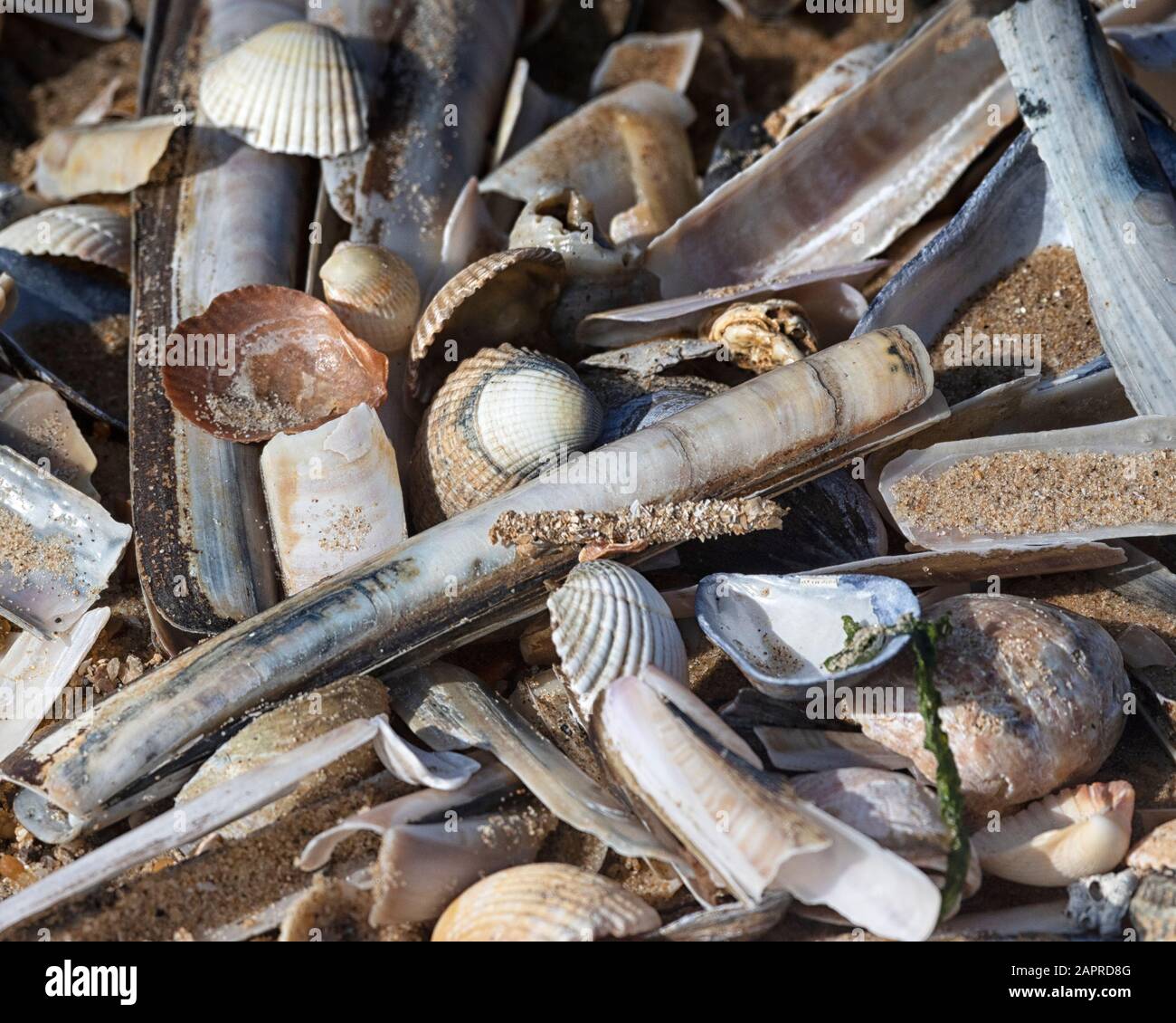 Strewn with sea shells hi-res stock photography and images - Alamy
