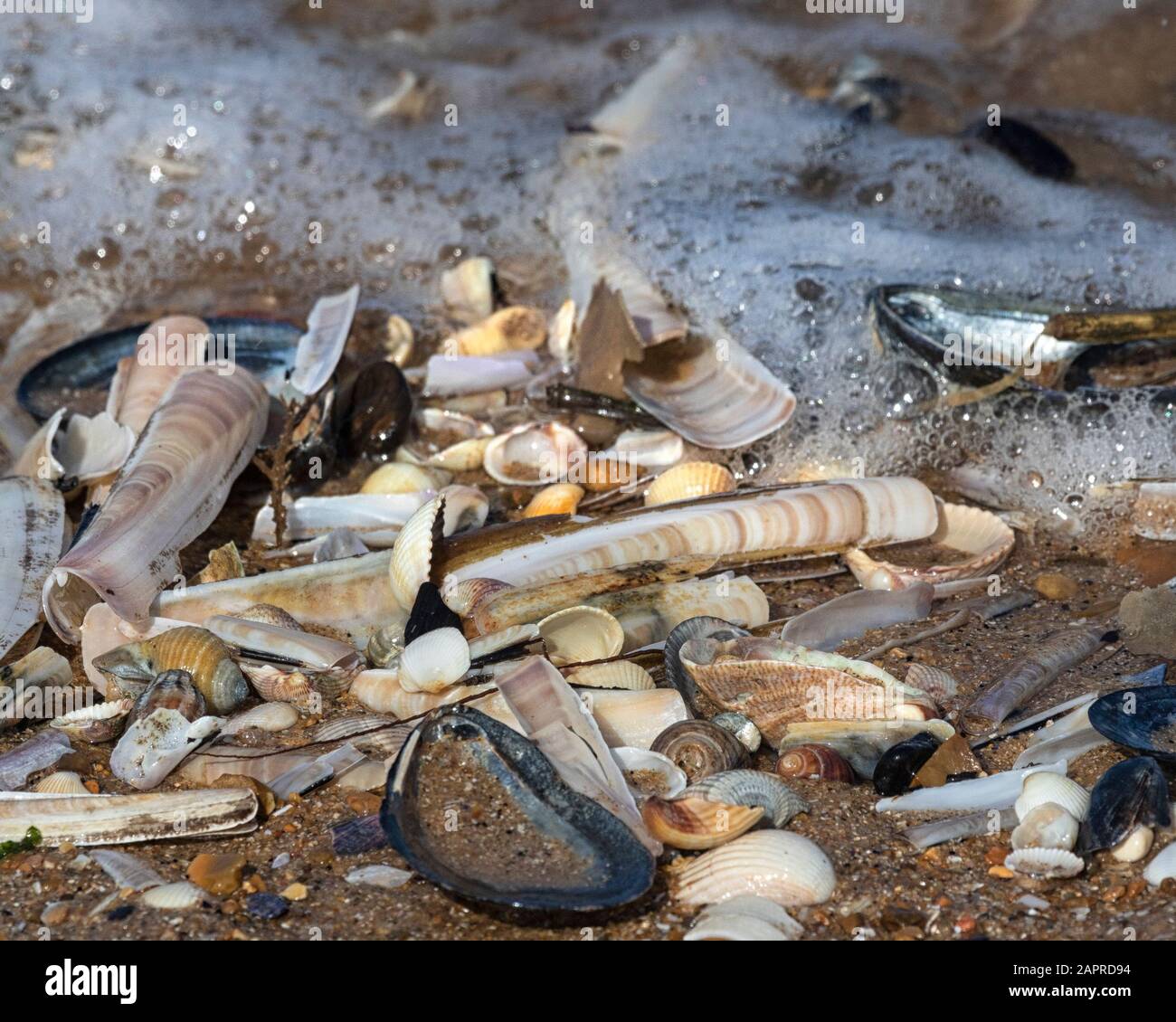 Strewn with sea shells hi-res stock photography and images - Alamy