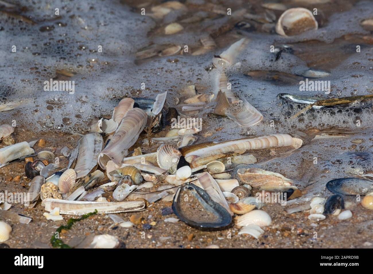 Seashells on the seashore, Norfolk, UK Stock Photo - Alamy