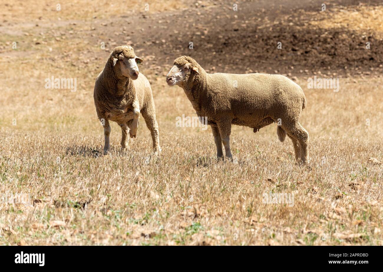 Dohne marinos hi-res stock photography and images - Alamy