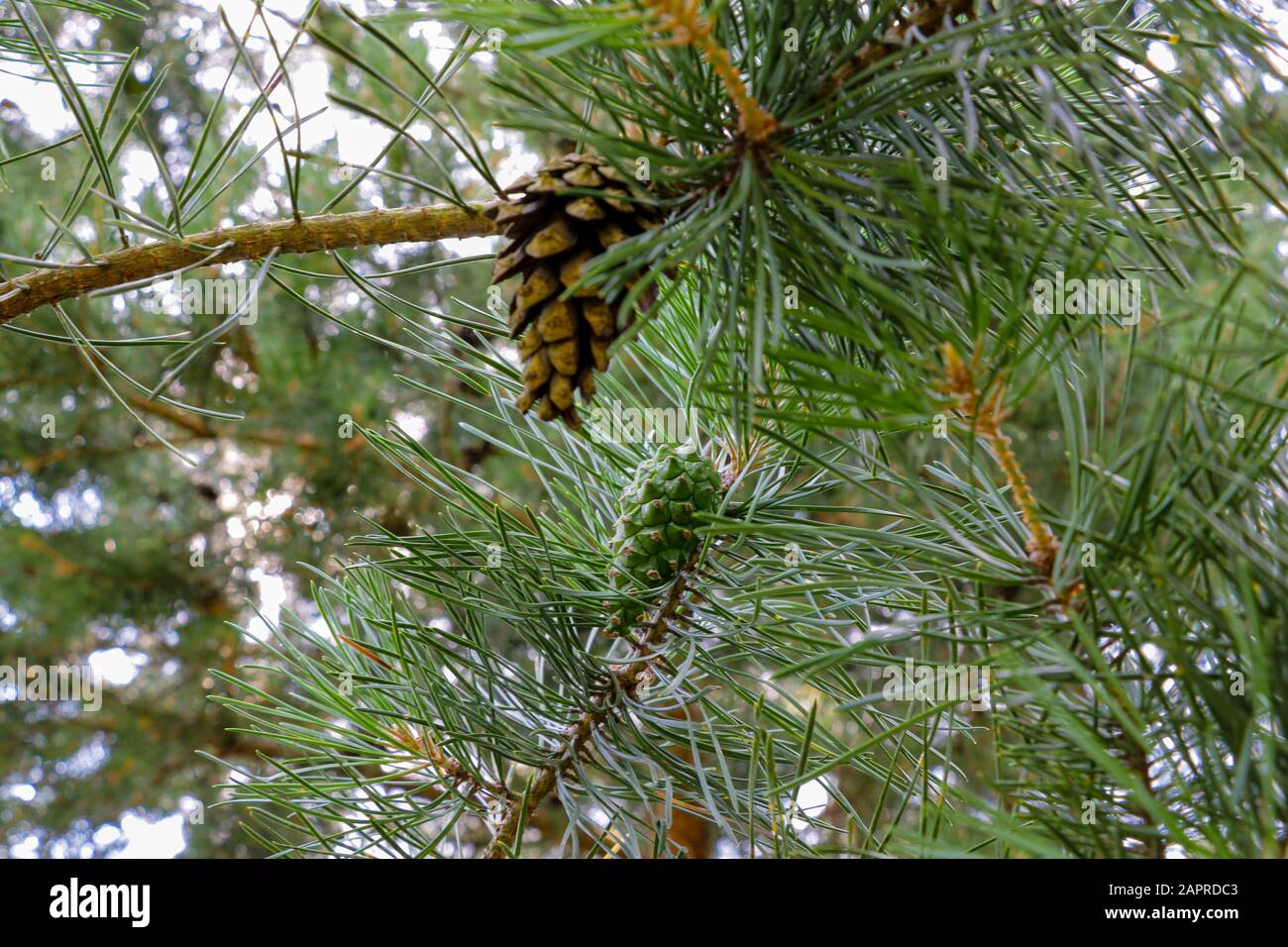Green fir tree hi-res stock photography and images - Alamy