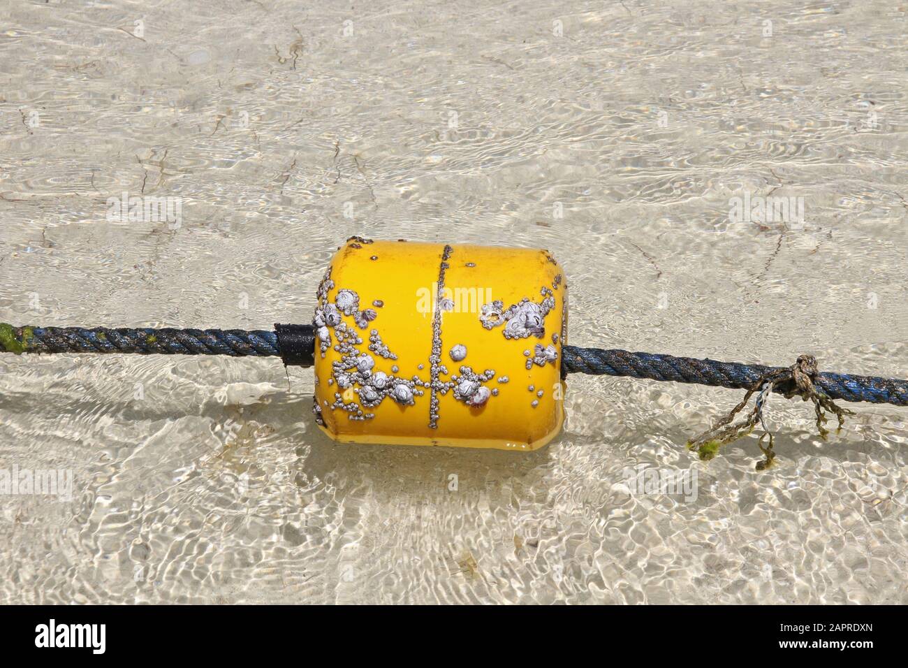 Buoy line along beach with and mangroves in the background, Mauritius ...