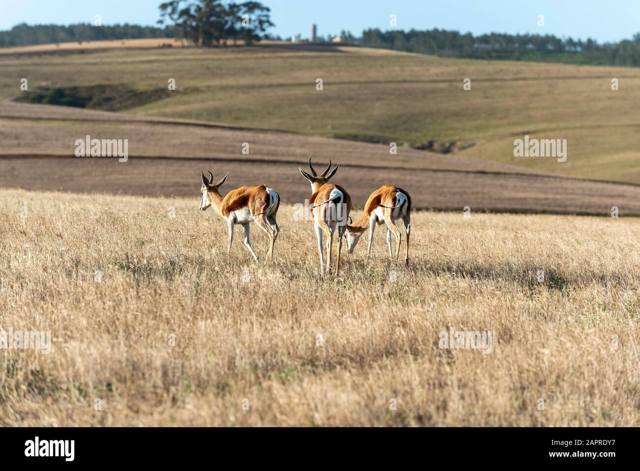 Caledon, Western Cape, South Africa. Dc 2019. Springbok grazing on ...