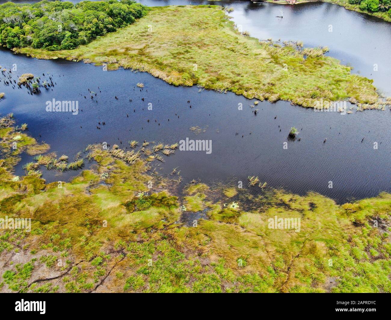 Aerial view of tropical rain forest, jungle in Brazil. Wetland forest ...