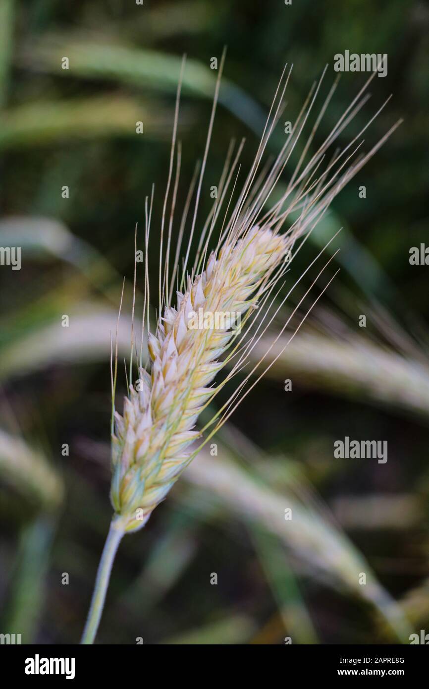Barley ears hi-res stock photography and images - Alamy