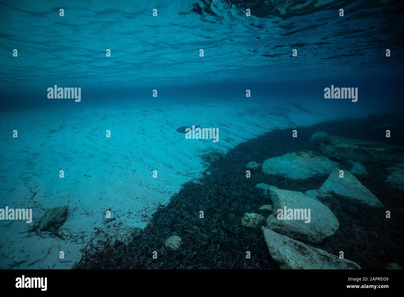 Blue under water hi-res stock photography and images - Alamy