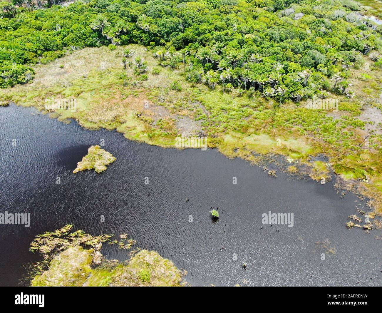 Aerial view of tropical rain forest, jungle in Brazil. Wetland forest ...