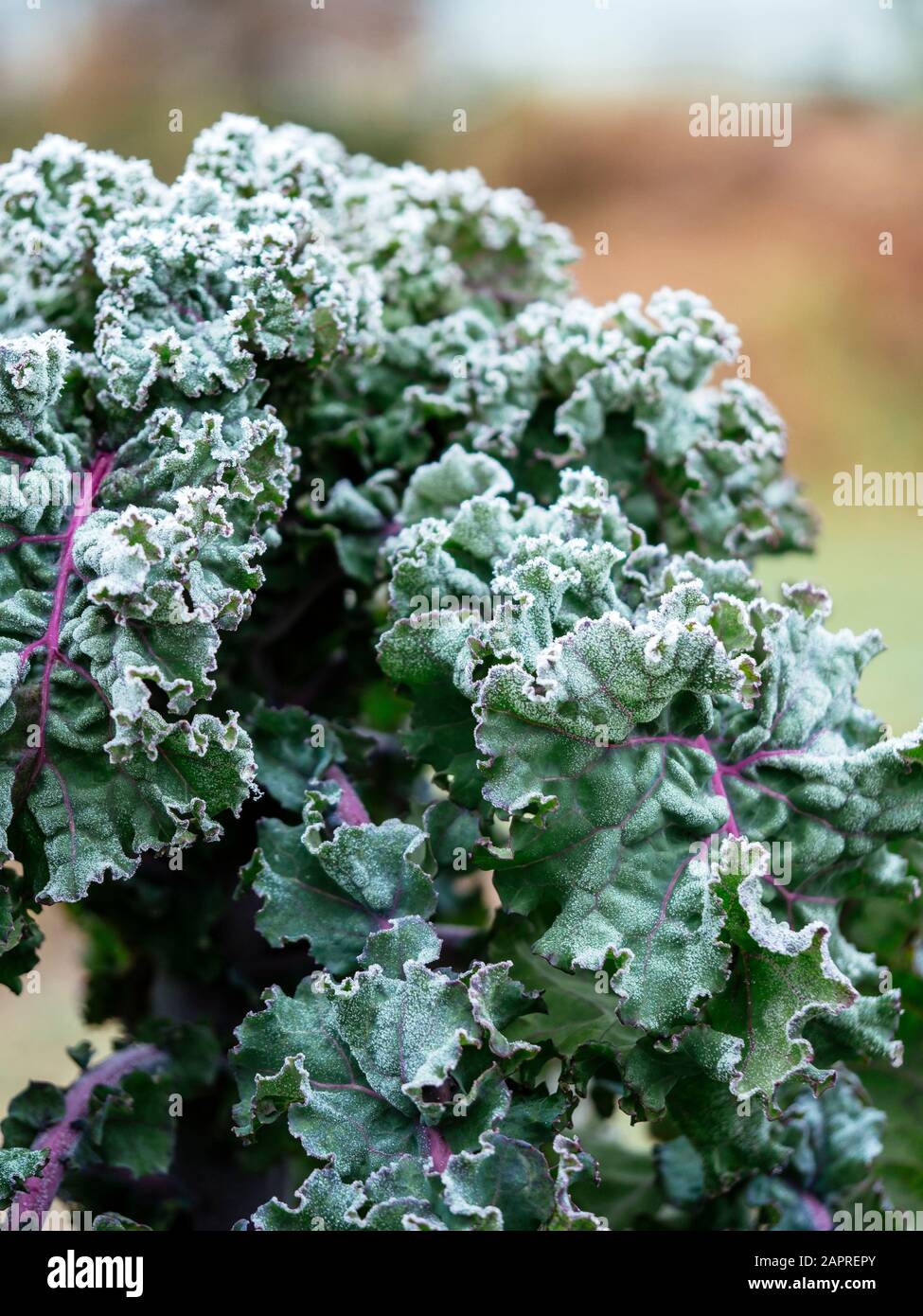 German kale variety called Lippische Palme with frost Stock Photo - Alamy