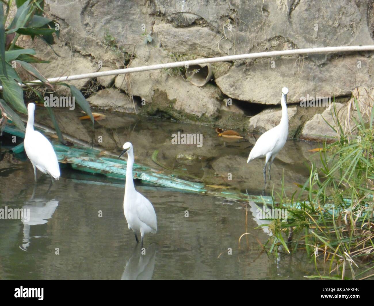 Egret perches and Forages in the river beach Stock Photo - Alamy