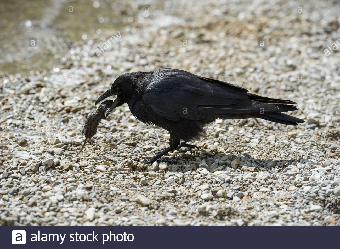 Crow Eating High Resolution Stock Photography and Images - Alamy