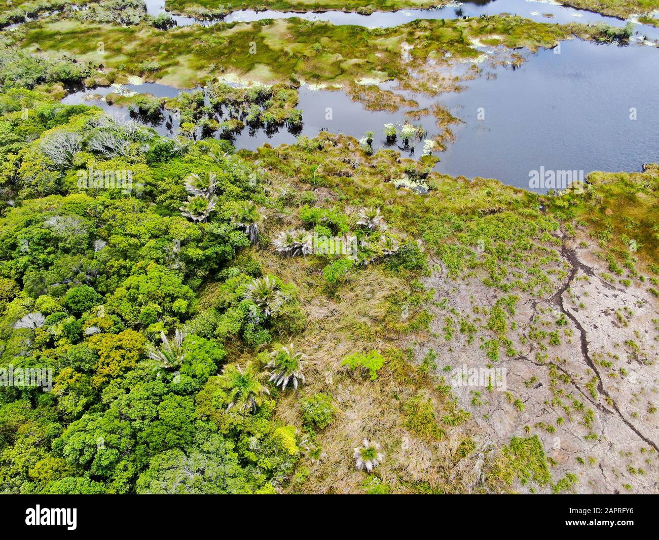 Aerial view of tropical rain forest, jungle in Brazil. Wetland forest ...