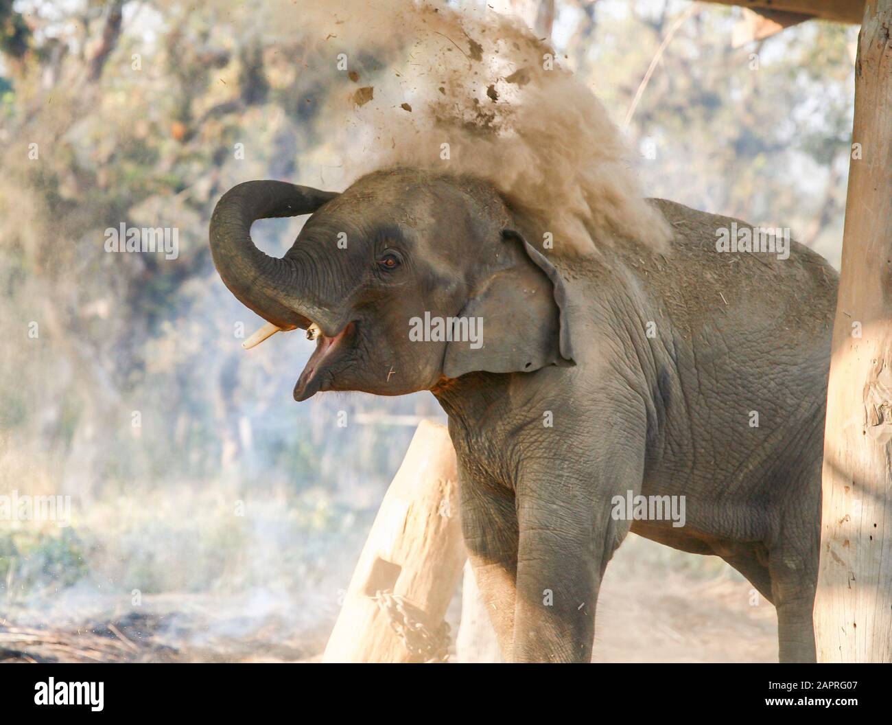 Elephant Dirt High Resolution Stock Photography and Images - Alamy