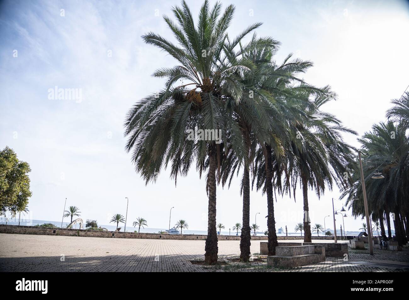 Palm trees in Palma de Mallorca next to the beach and the ocean Stock ...