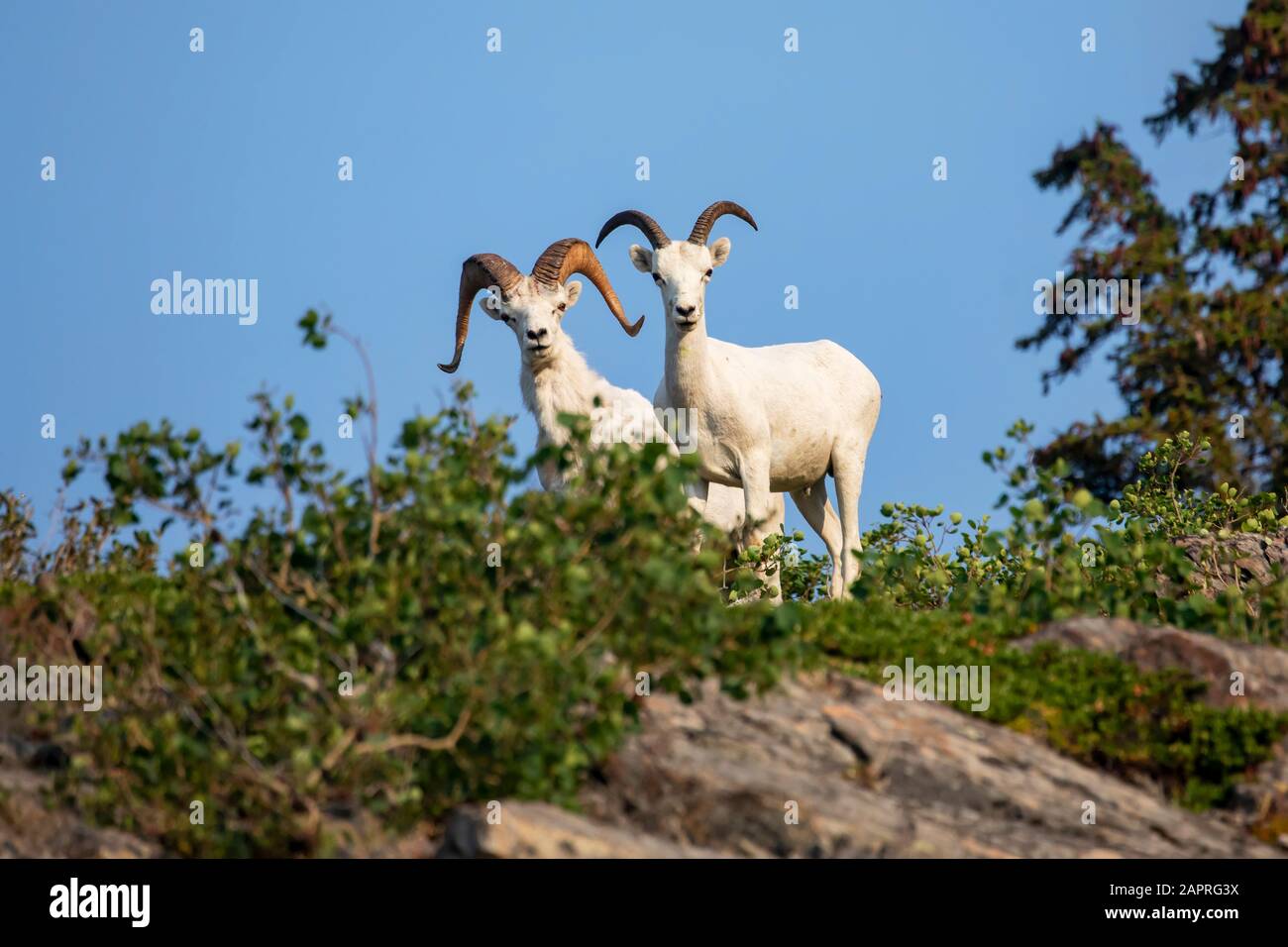 Two Dall sheep (Ovis dalli) rams looking down at camera in the Windy ...
