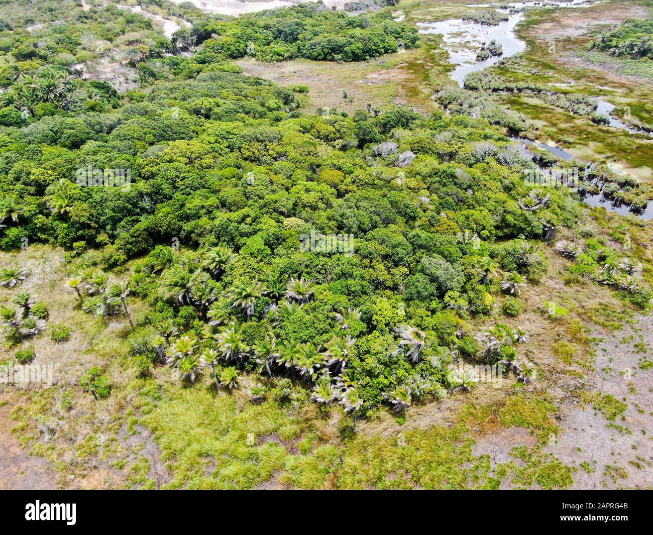 Aerial view of tropical rain forest, jungle in Brazil. Wetland forest ...