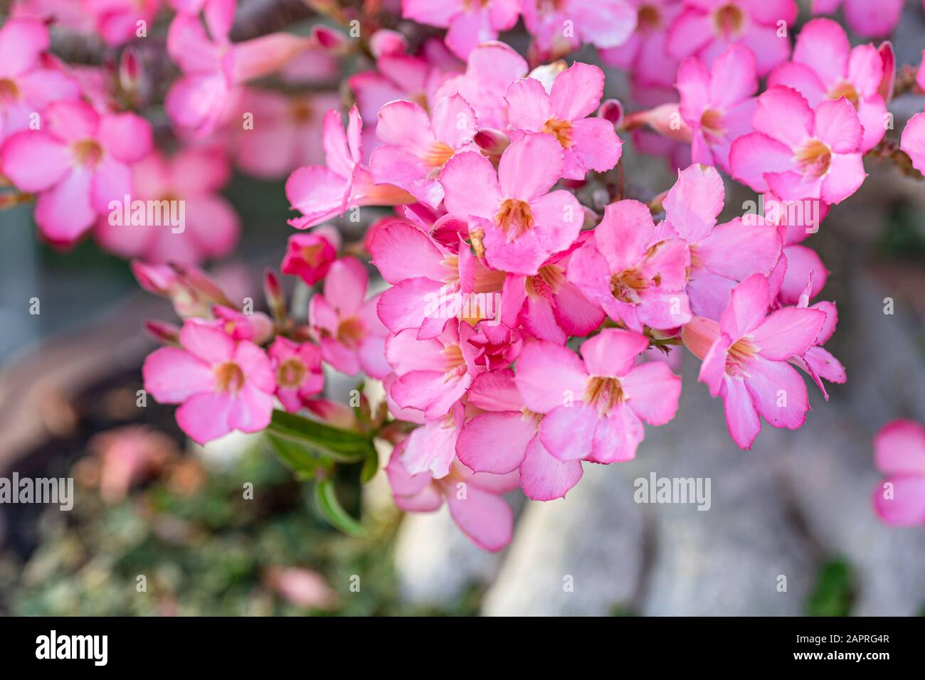 Impala Lily Adenium Multiflorum High Resolution Stock Photography and ...