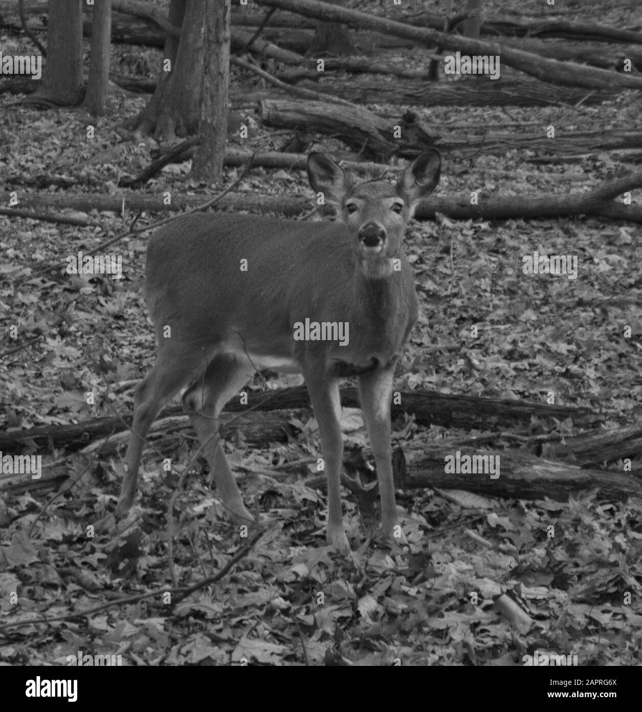 Red deer with fawn Black and White Stock Photos & Images - Alamy