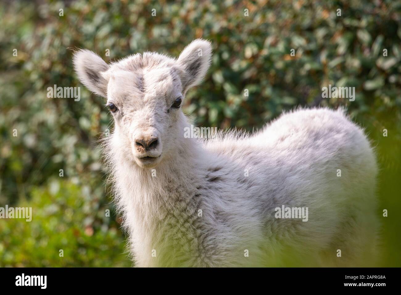 Dall sheep (Ovis aries) lamb looks at camera in the Windy Point area ...
