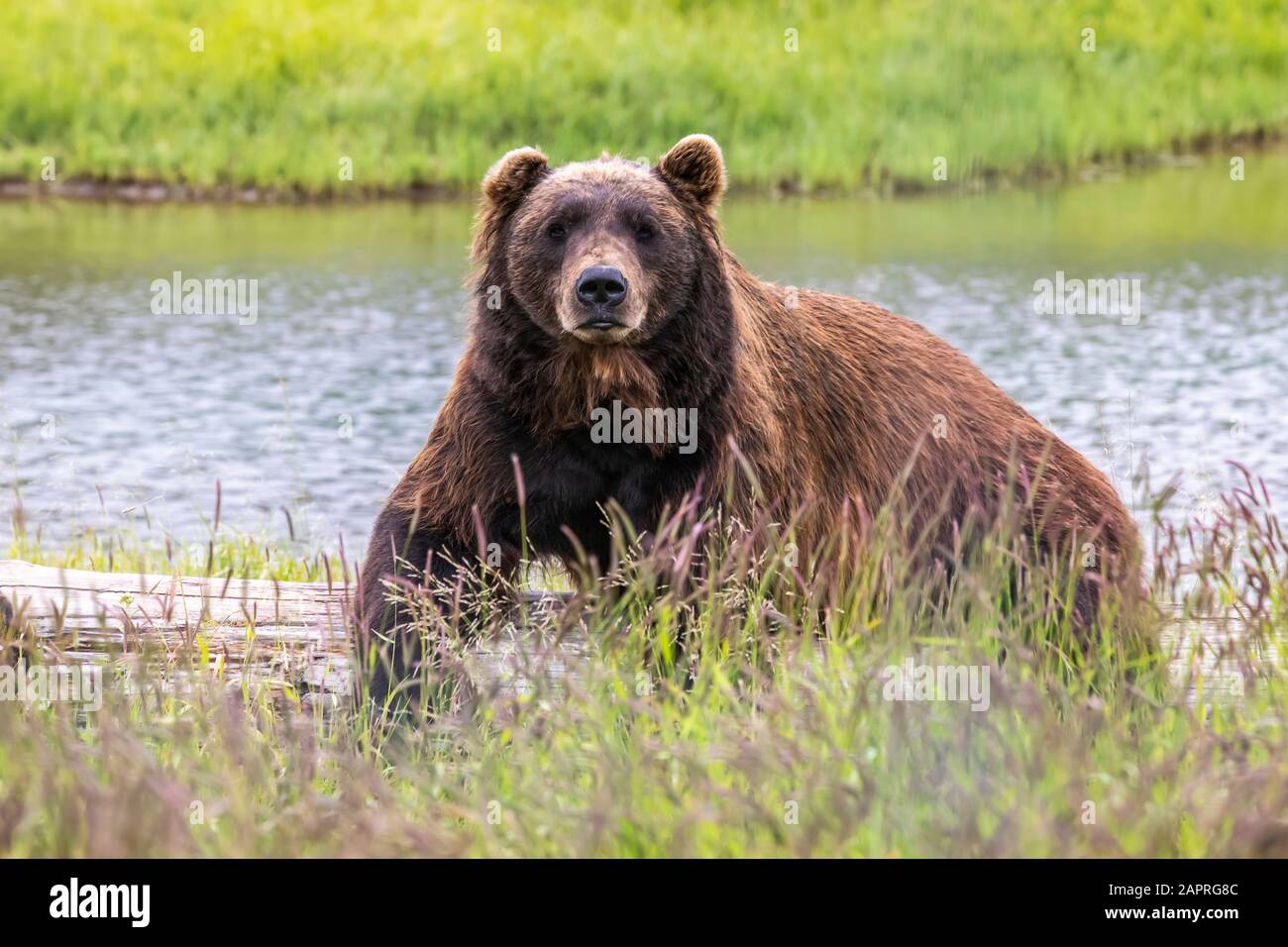 Large brown bear boar (Ursus arctos) looks at camera while resting on ...