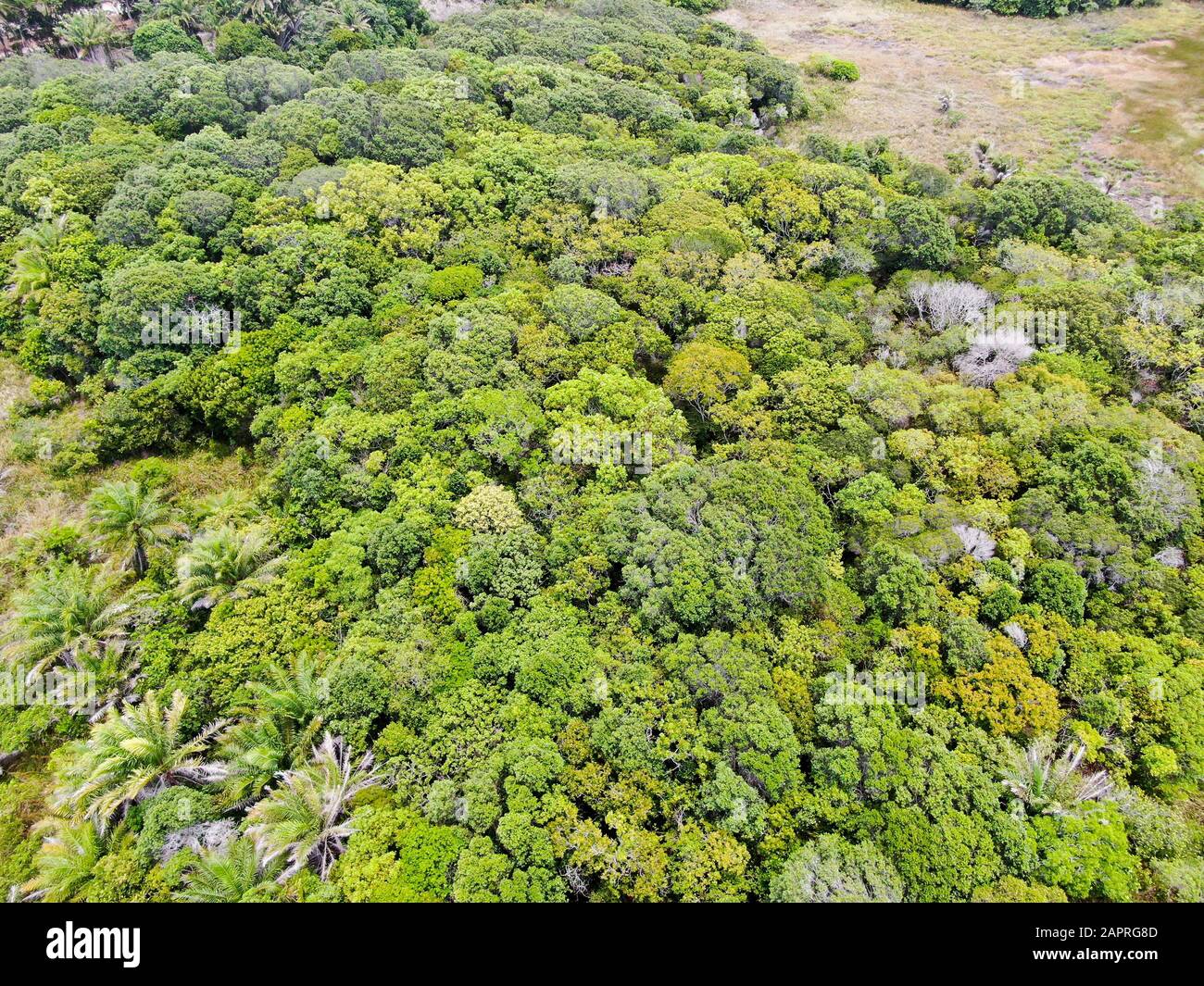 Aerial view of tropical rain forest, jungle in Brazil. Wetland forest ...
