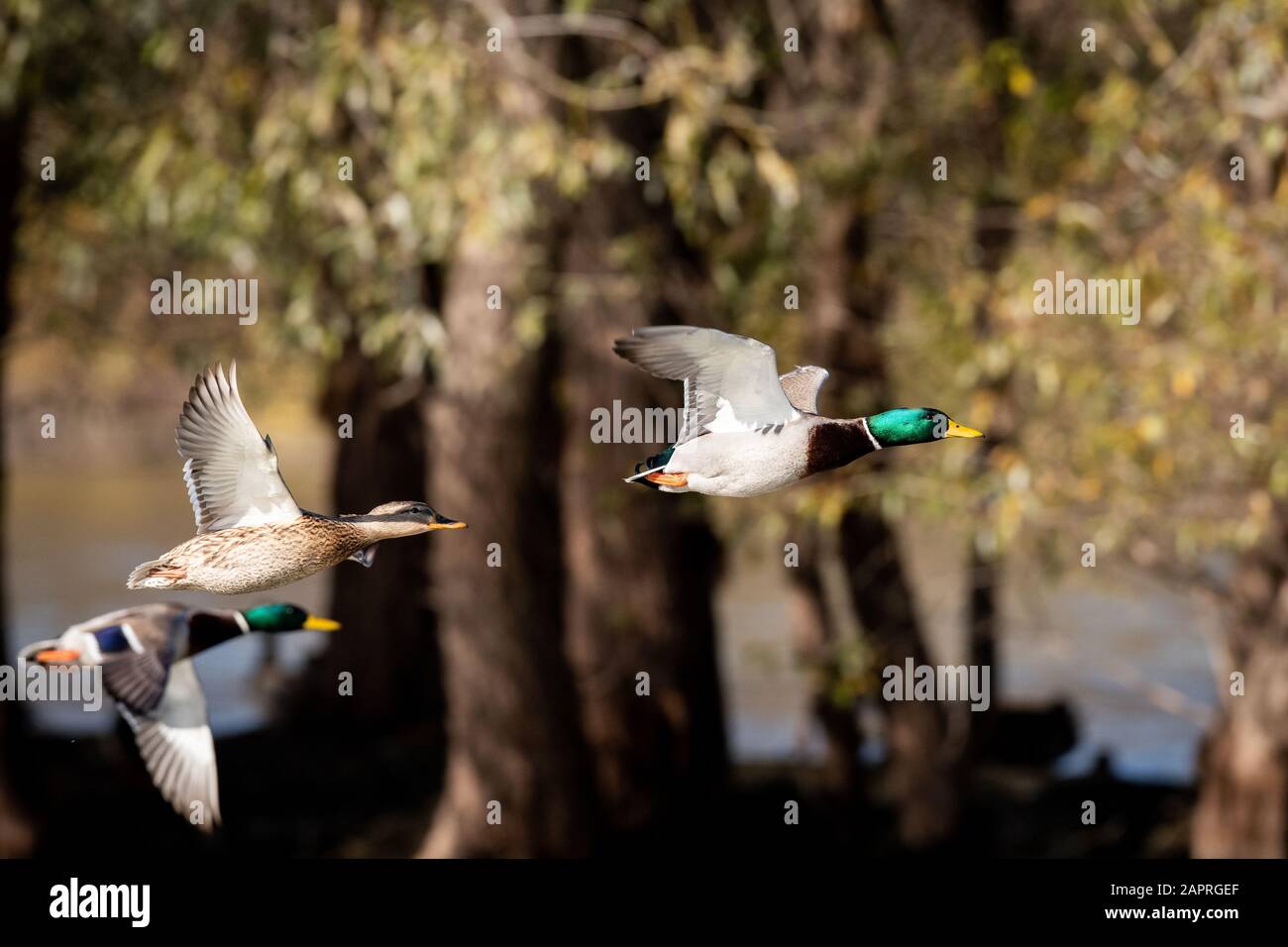 Fying bird hi-res stock photography and images - Alamy