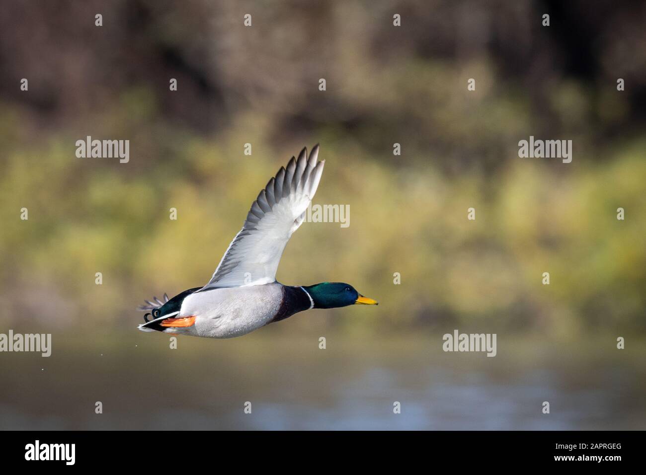 Fying bird hi-res stock photography and images - Alamy
