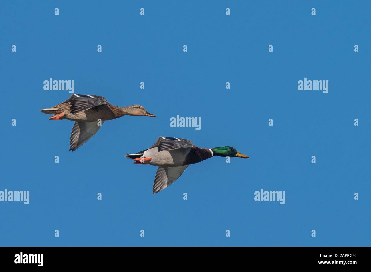 Fying bird hi-res stock photography and images - Alamy