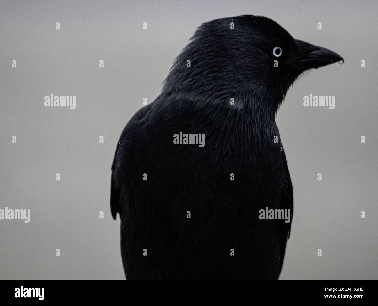 Mesmerizing shot of the side profile of black American crow Stock Photo ...