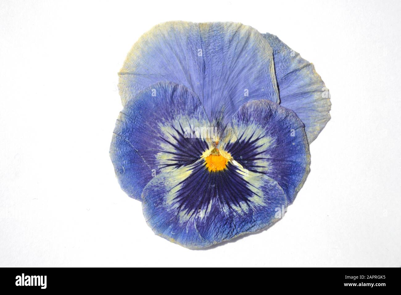 Beautiful dried blue pansy flower. Isolated on white background Stock ...
