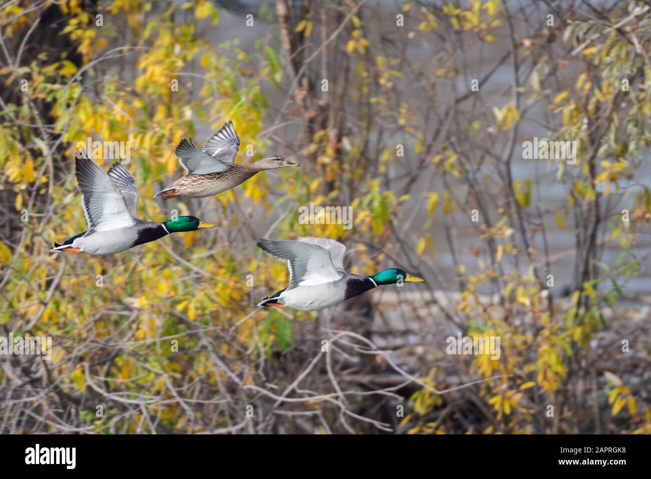 Fying bird hi-res stock photography and images - Alamy