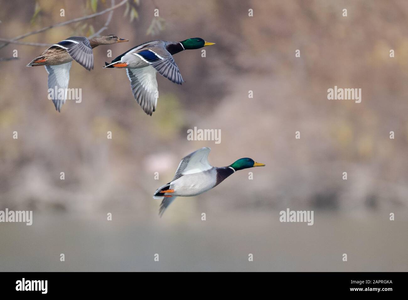 Fying bird hi-res stock photography and images - Alamy