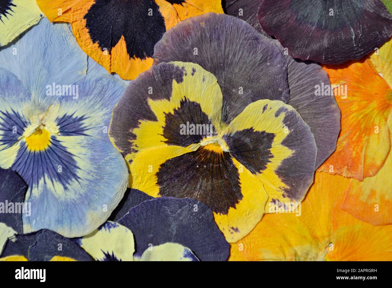 Beautiful dried colorful pansies flower covering whole image Stock ...