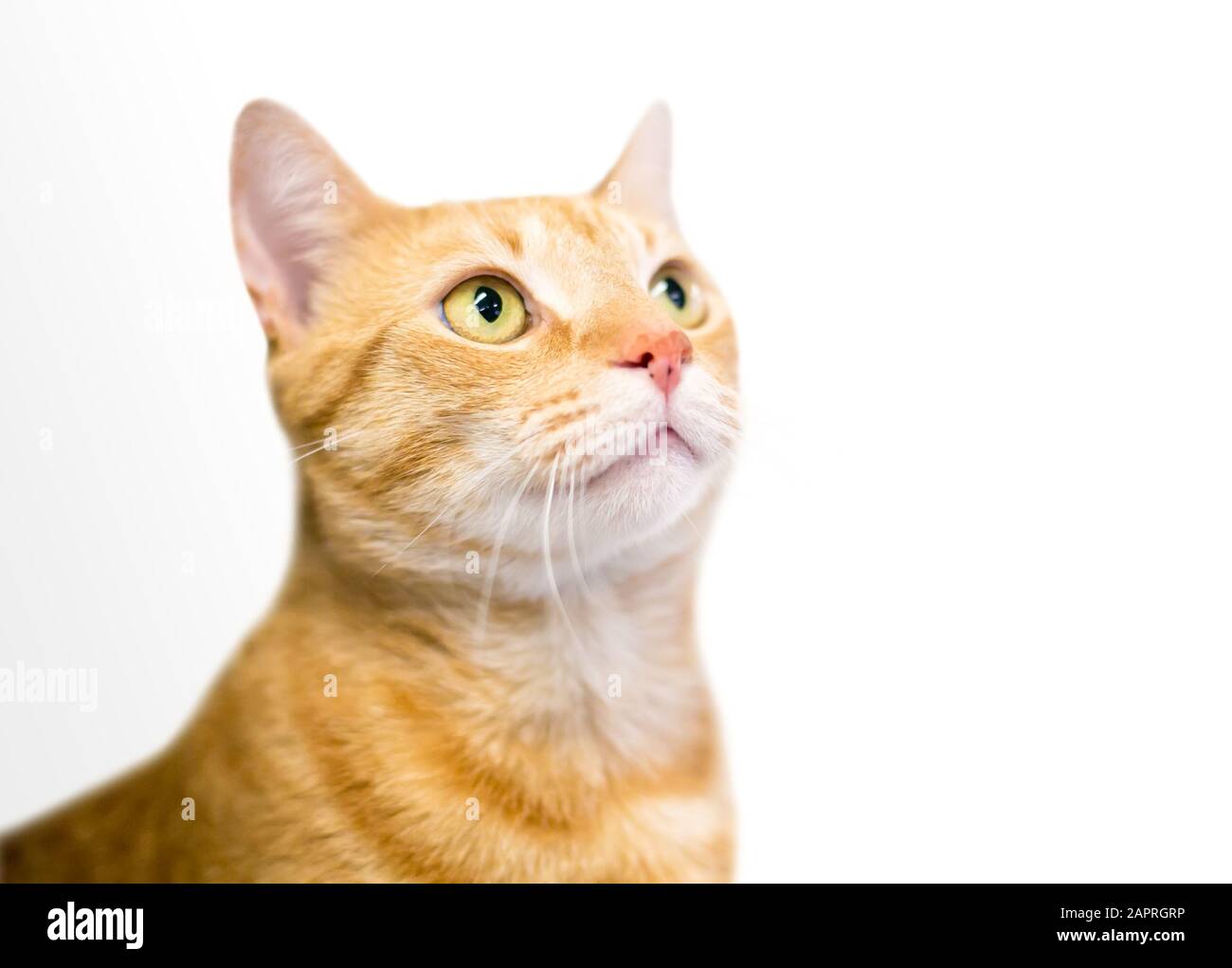 An orange tabby domestic shorthair cat with yellow eyes looking up ...