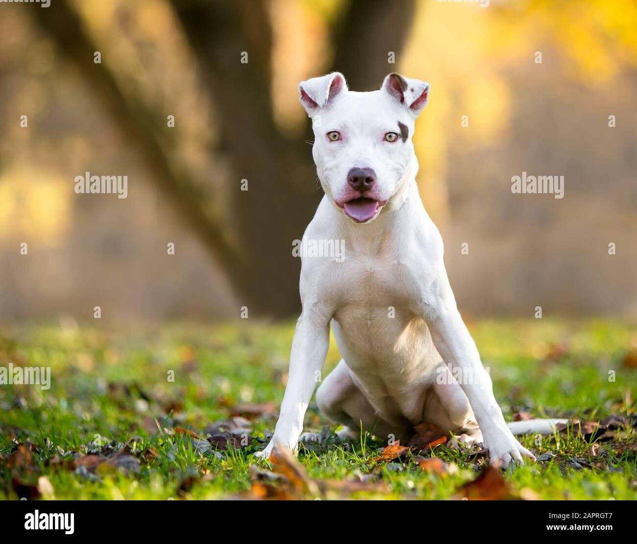 What Breed Is A White Pitbull