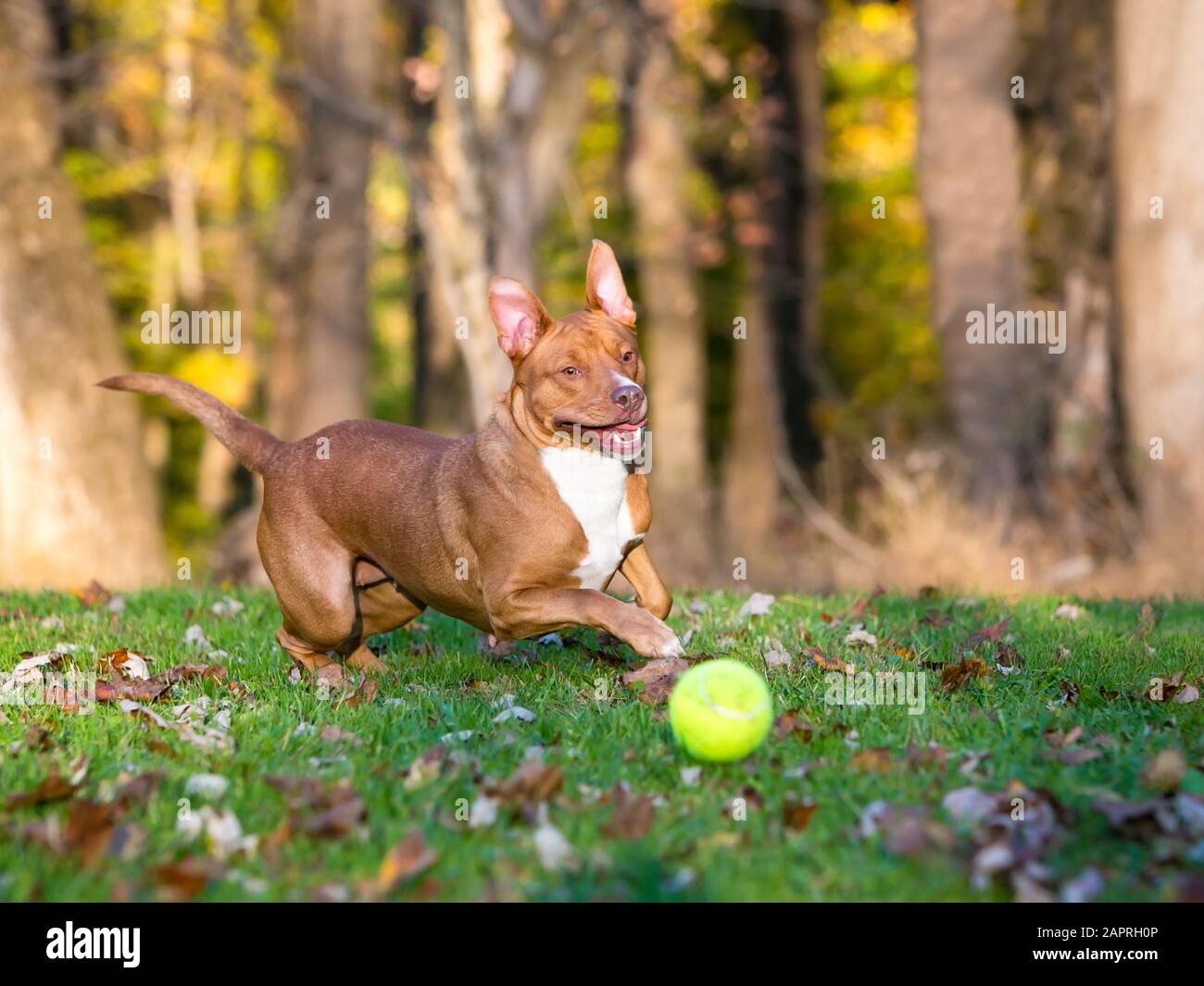 Dog chasing animals hi-res stock photography and images - Alamy