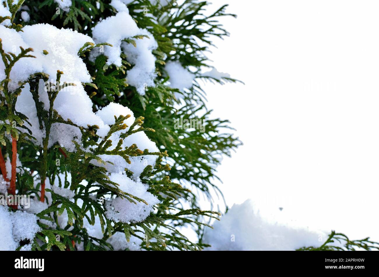 Close up of an Evergreen covered with Snow isolated on white Background ...