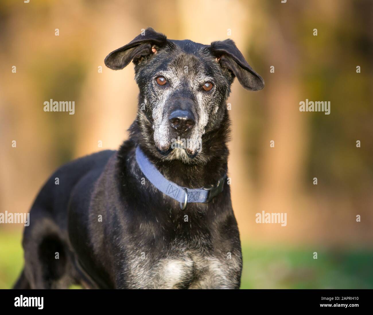 Elderly animal with cataracts hi-res stock photography and images - Alamy